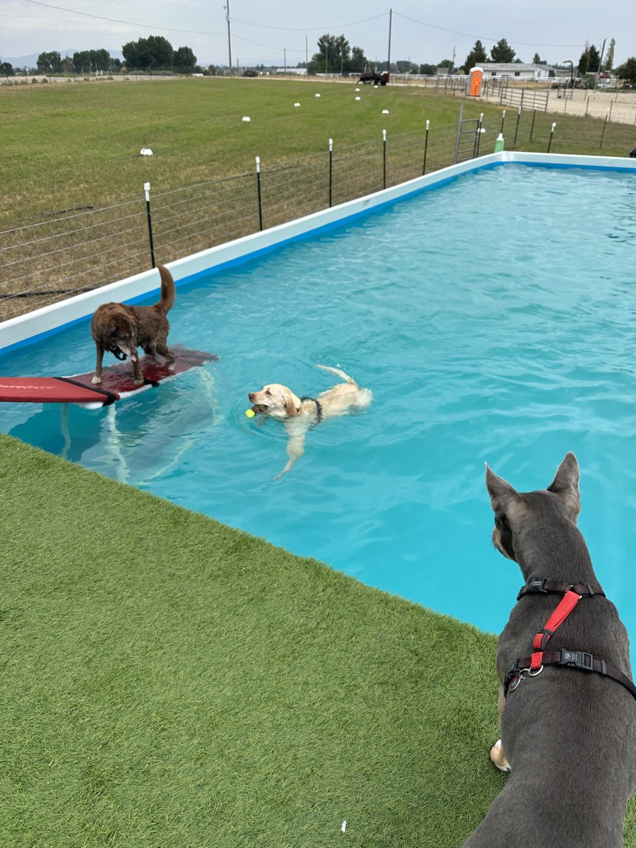 Dog Swim - Pup Idaho