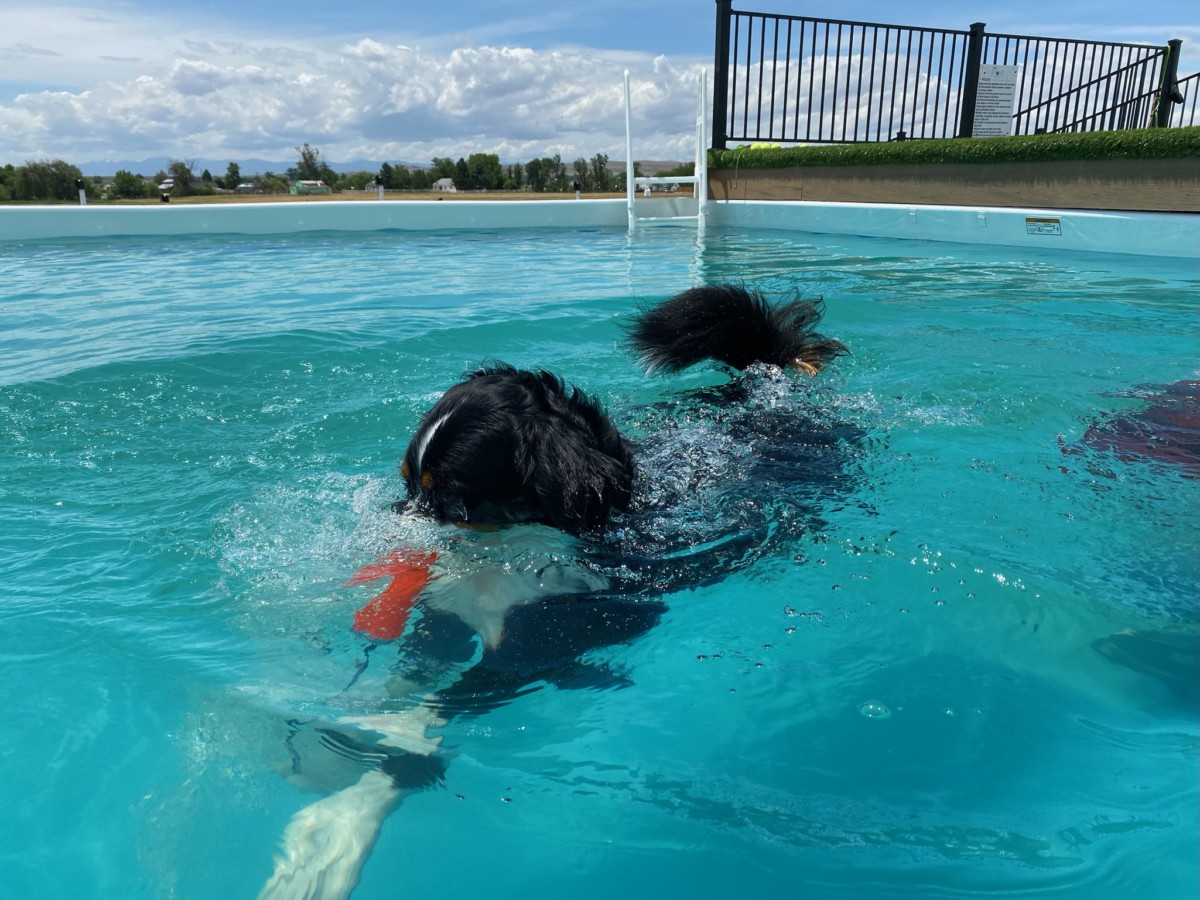 ABOUT - Pup Idaho