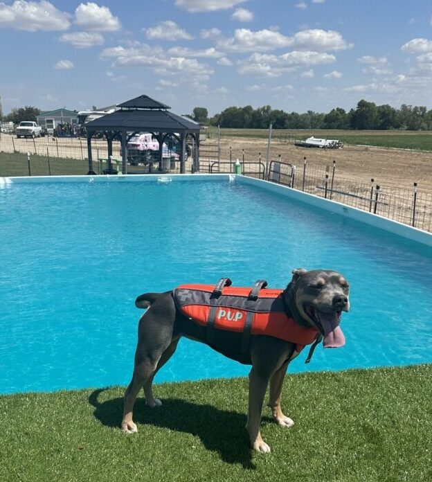 Dog Swim - Pup Idaho