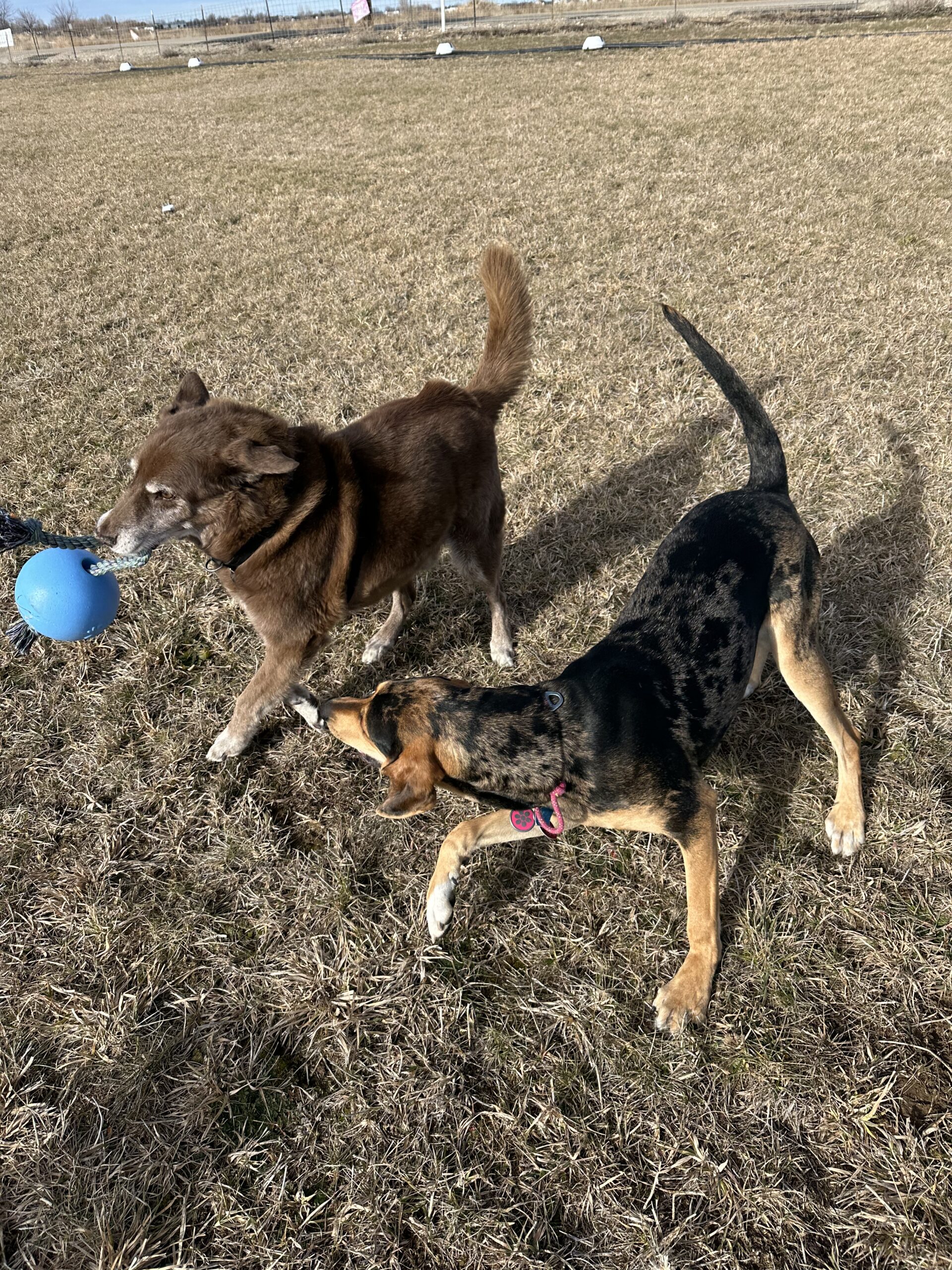 Dog Play - Pup Idaho