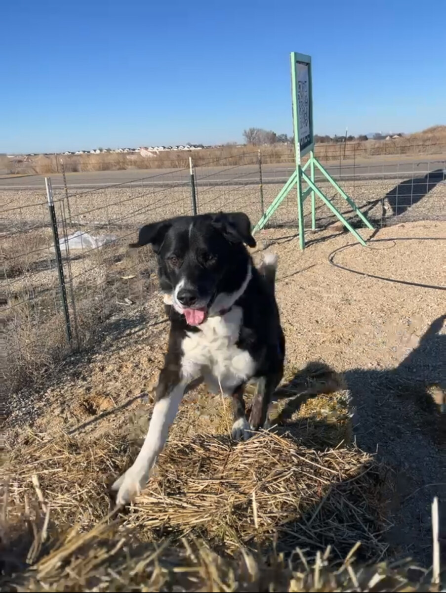 What Does a Happy Dog Look Like? - Pup Idaho